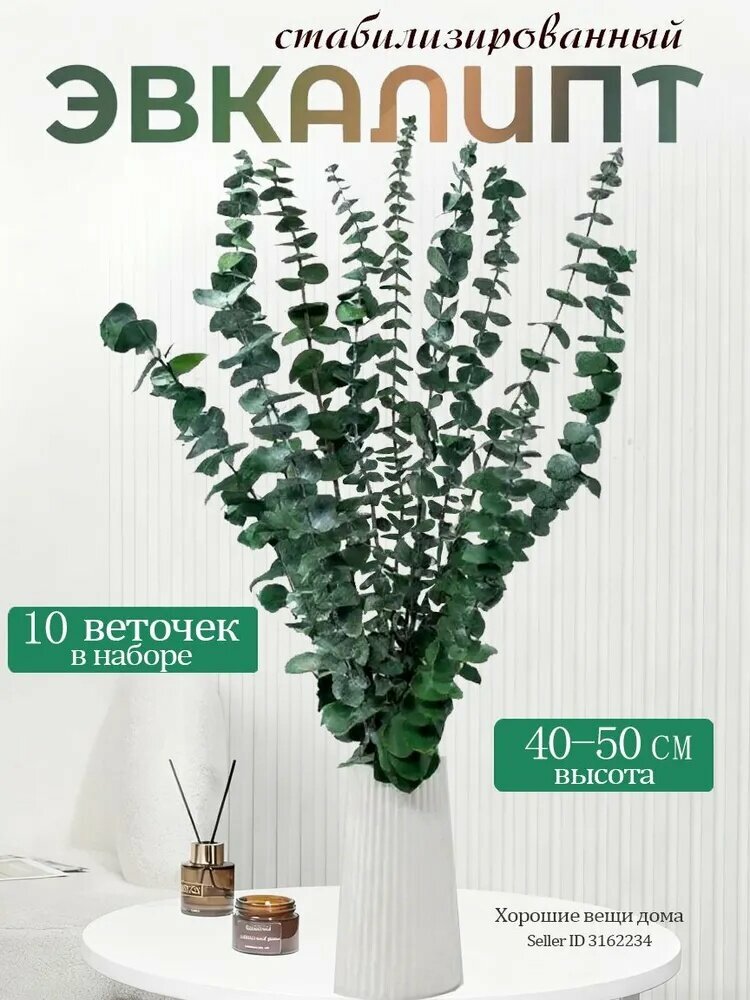 Сухоцветы Эвкалипт, 50 см, 10 шт