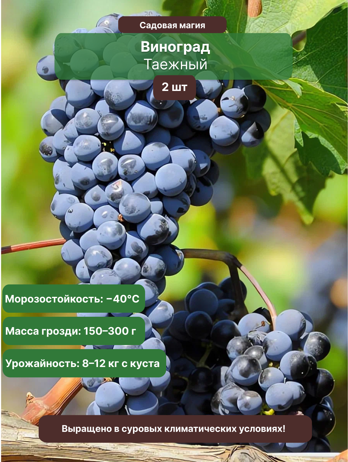 Виноград Таежный 2 шт / многолетний, раннеспелый, морозостойкий сорт