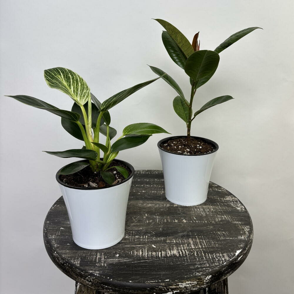 Набор комнатных растений в пластиковых горшках. Фикус Вайт Биркин и Фикус Шривериана, 20 см