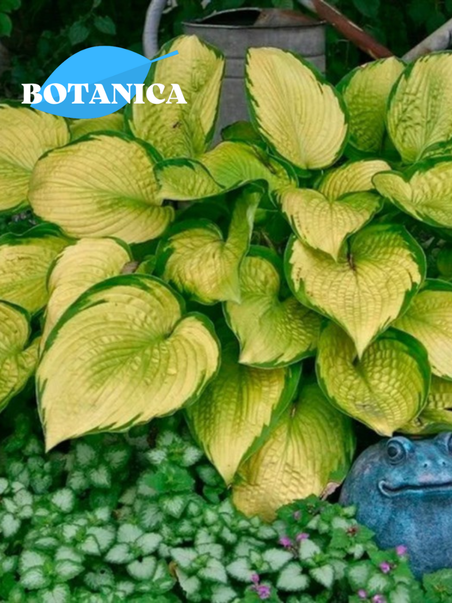 Луковицы цветов, botanica garden , Хоста Голд Стандарт ( 1 штука )