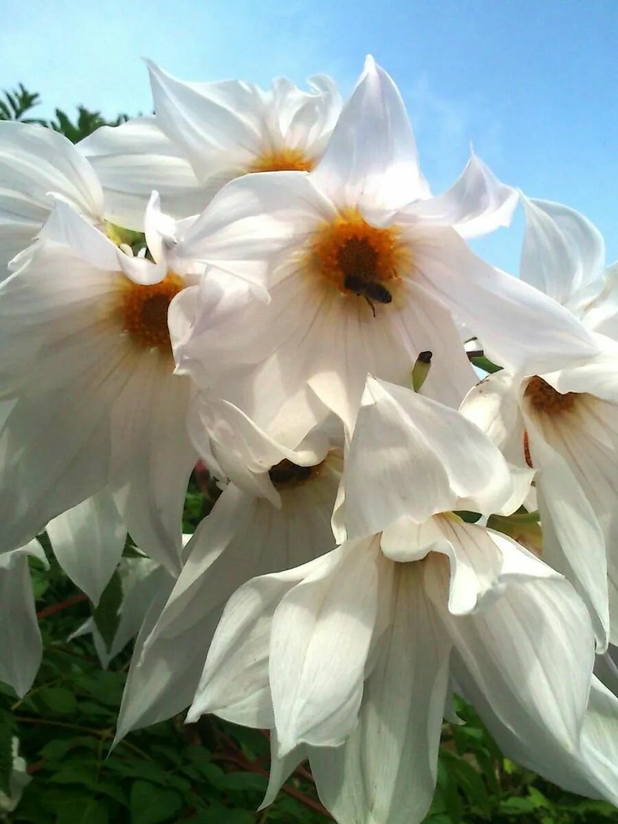 Георгина Империалис Вайт гигантская