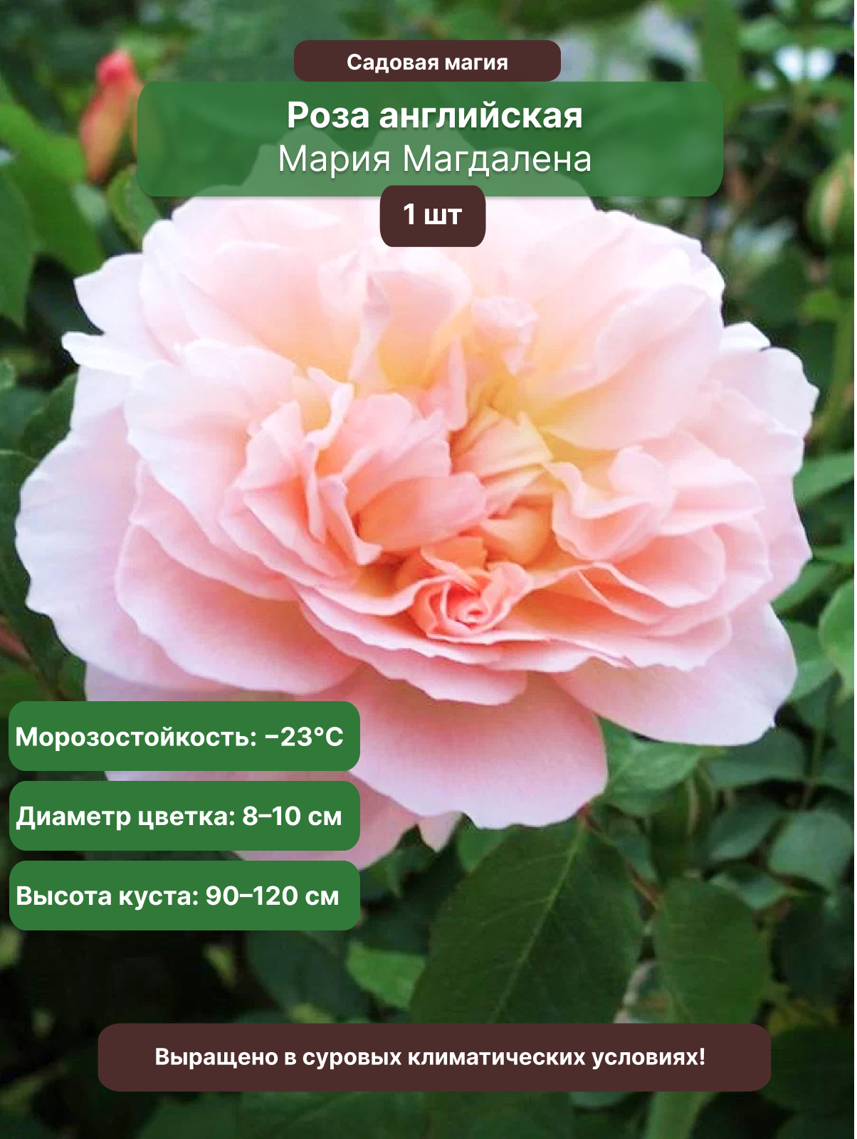 Роза английская Мария Магдалена , 1 саженец , многолетняя , бело-розовая