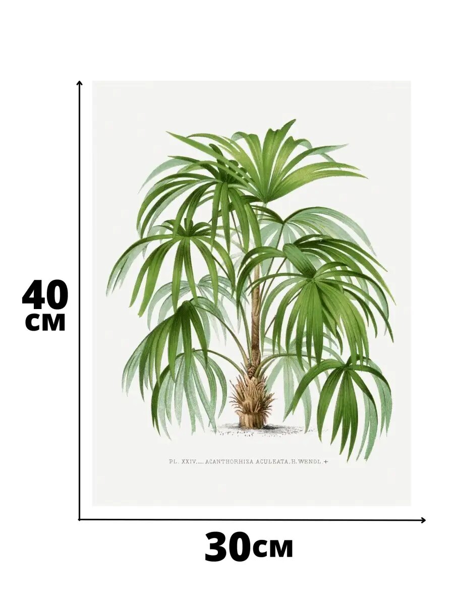 Постер Пальма ретро, размеры 30 x 40 см, материал бумага, без рамы