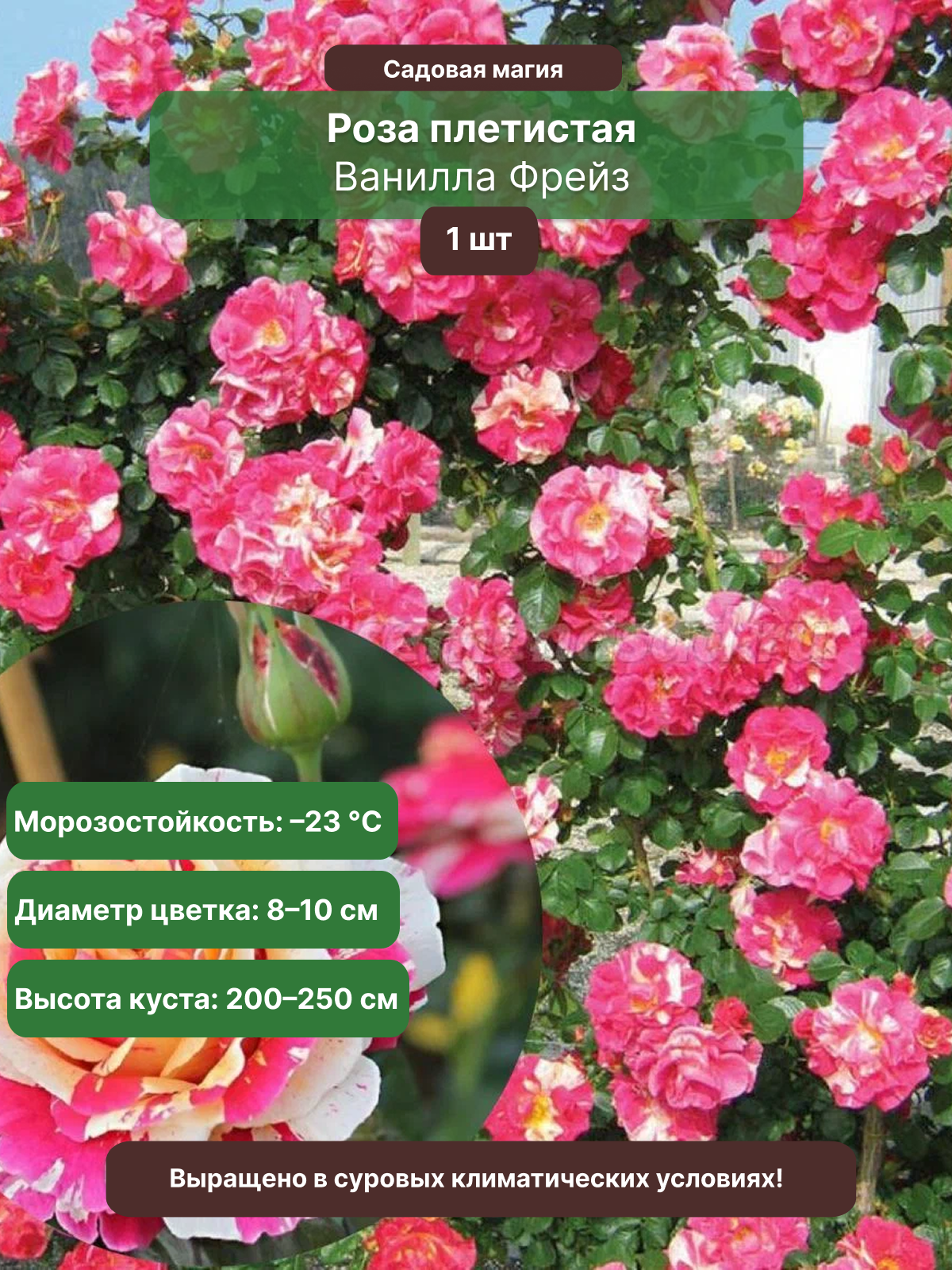 Роза плетистая Ванилла Фрейз 1 саженец, ЗКС, 30-50см, многолетник, 500 г