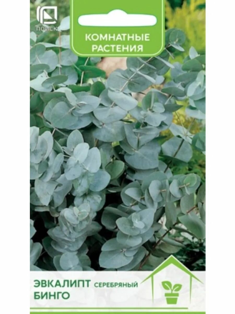 Эвкалипт Бинго серебряный 5 шт, Семена Поиск