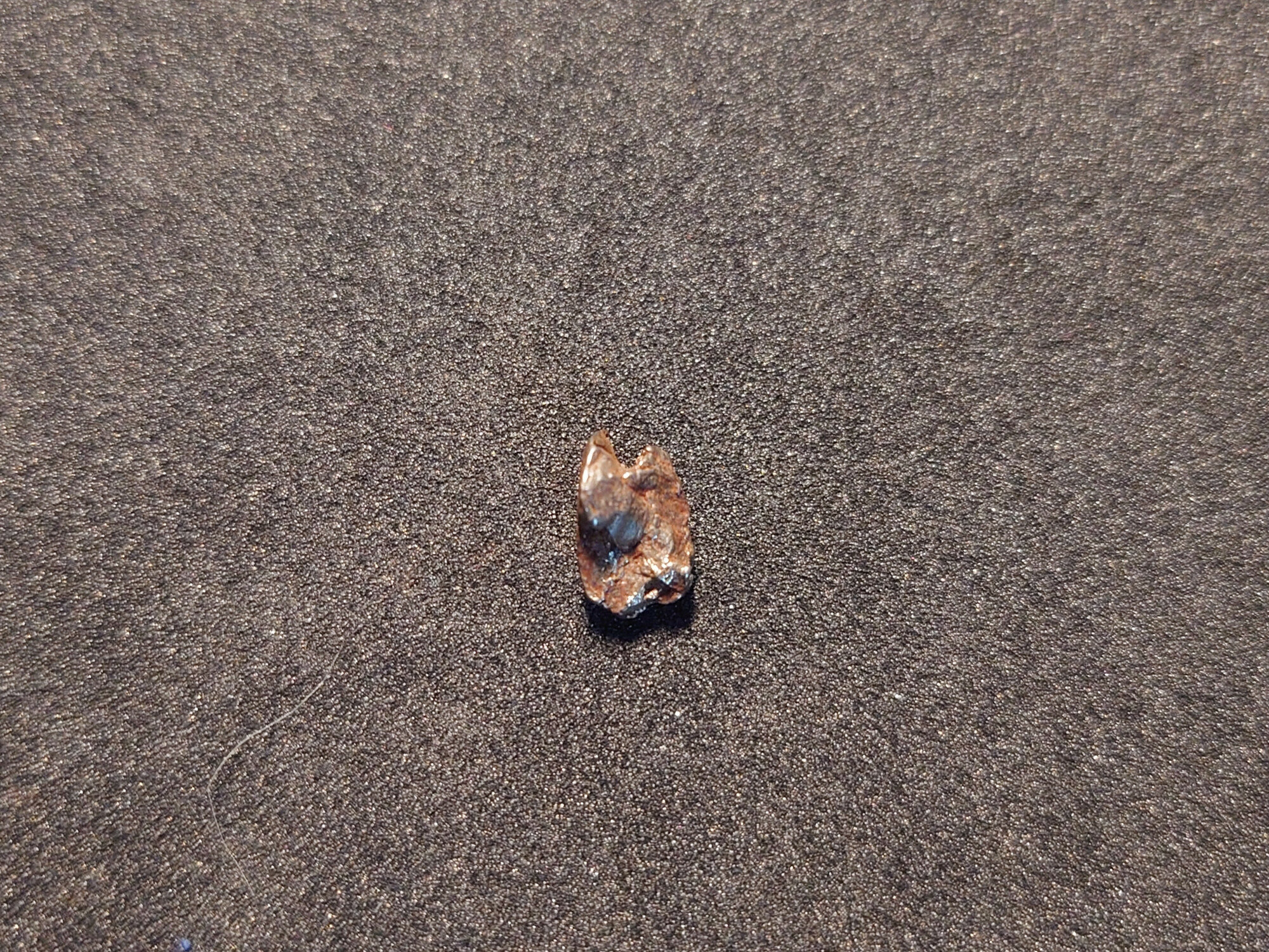 Метеорит Campo del Cielo [0.7 гр.]