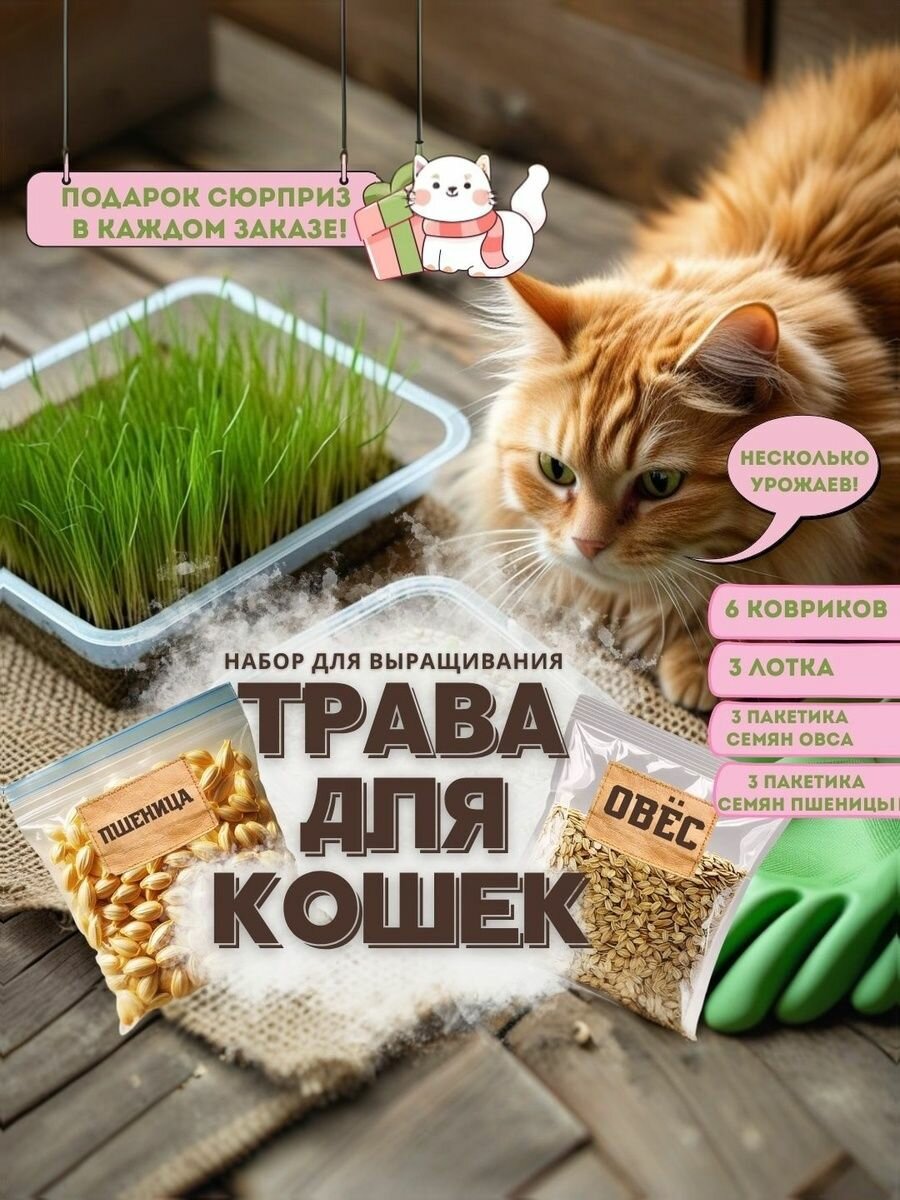 Трава для котов - овес И пшеница. Набор для выращивания/Несколько урожаев/Полезно для питомцев