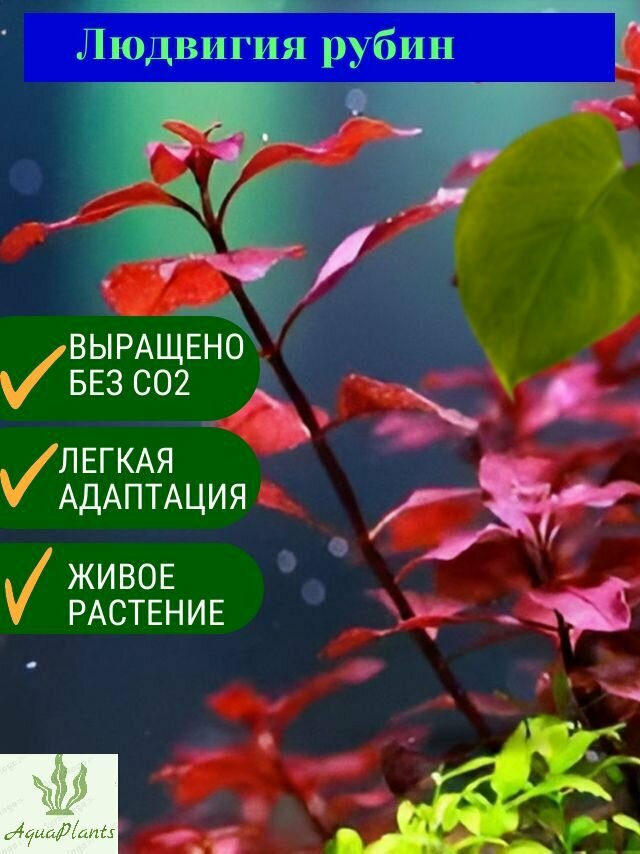 Людвигия Рубин. живое аквариумное растение