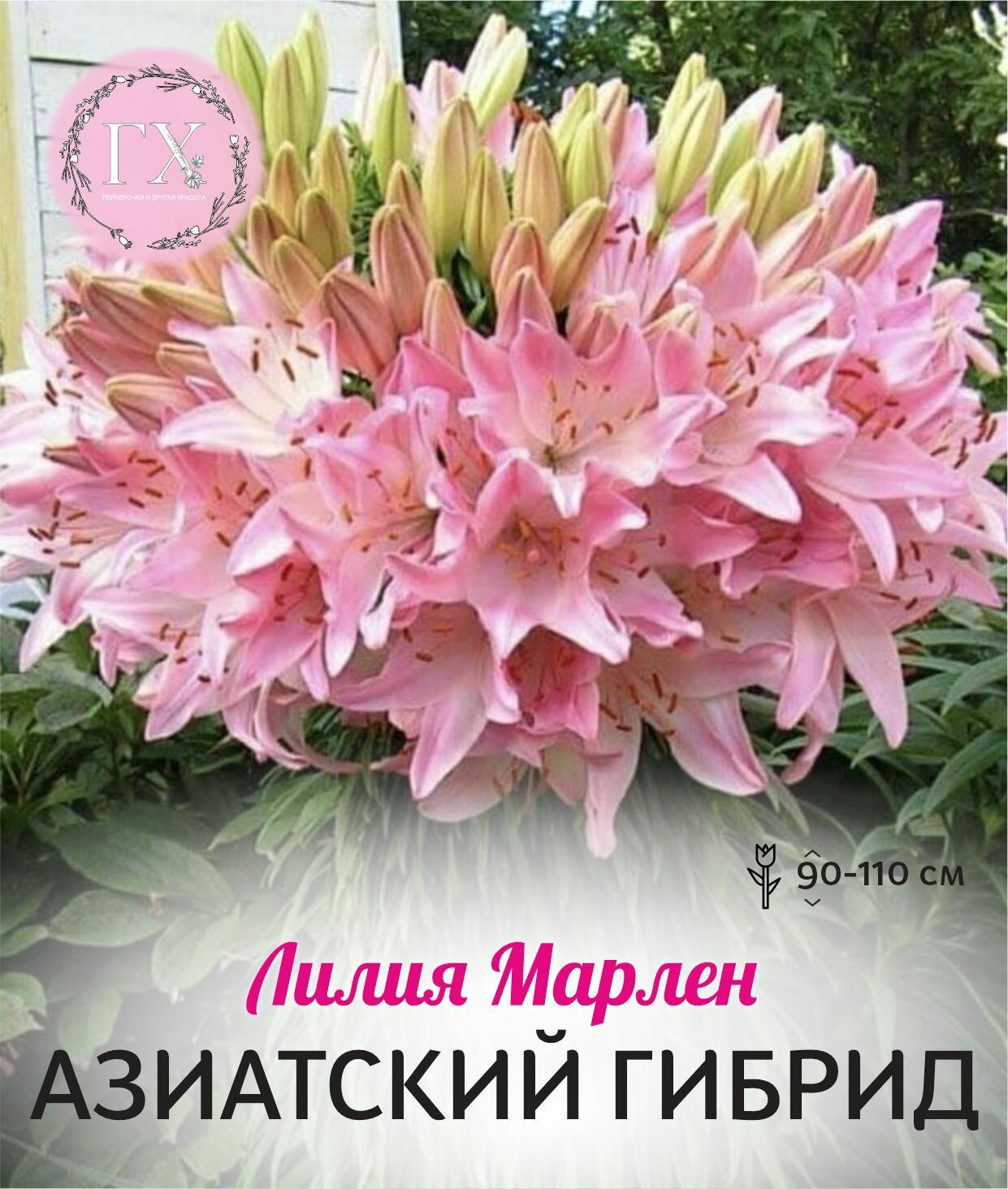 Лилия многоцветковая Марлен (1 луковица)