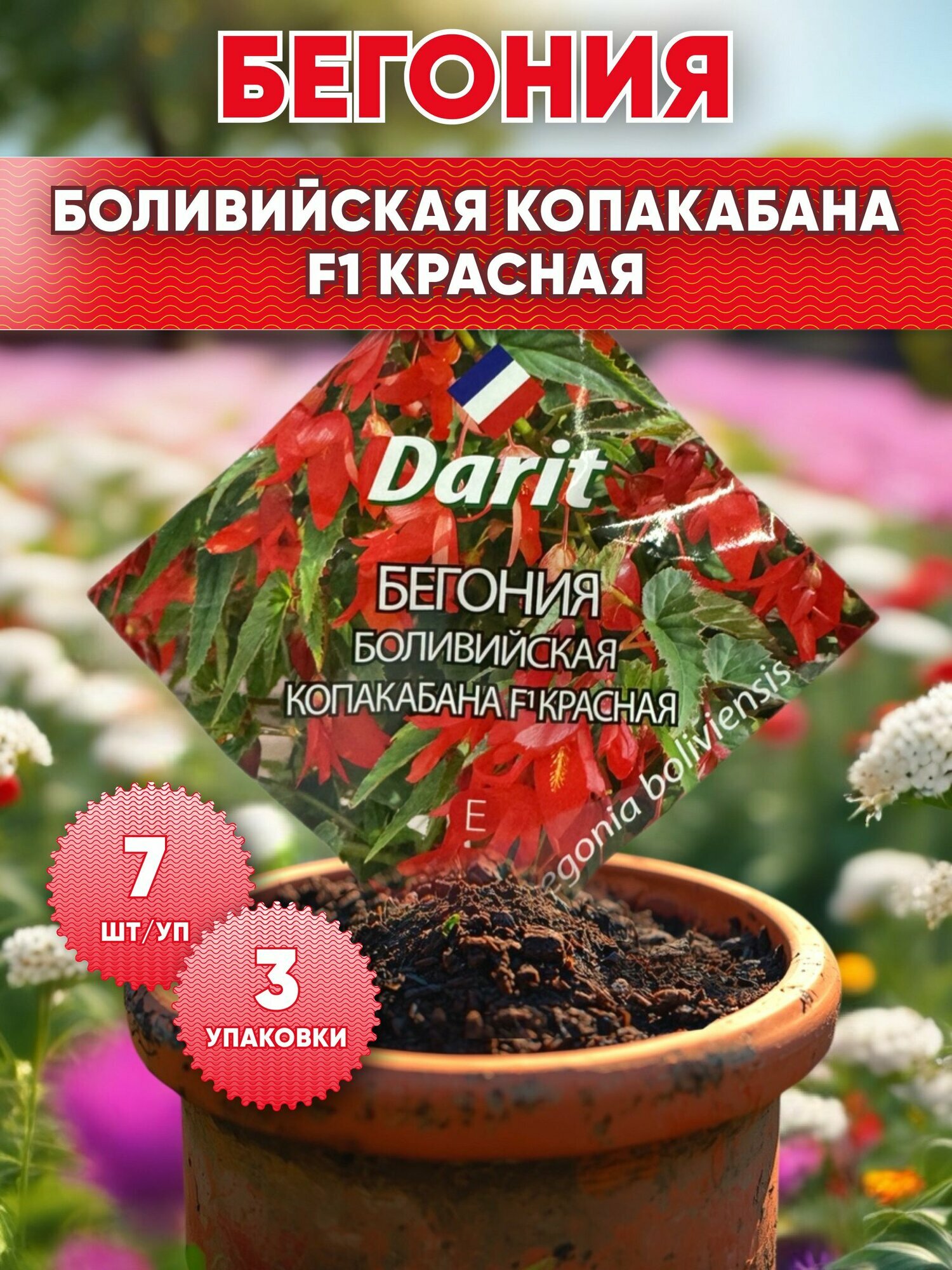 Семена бегония Копакабана боливийская красная F1 7шт/1уп, 3 упаковки