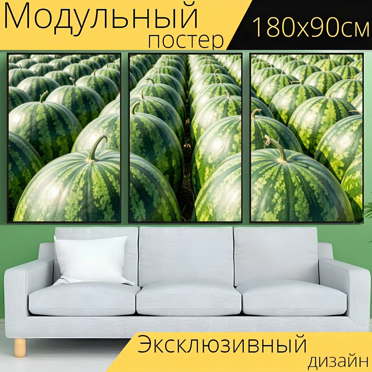 Модульный постер "Арбузное поле до горизонта. Ровные ряды спелых бахчевых на сельскохозяйственной плантации под ясным небом." 180 x 90 см. для интерьера на стену в тубусе
