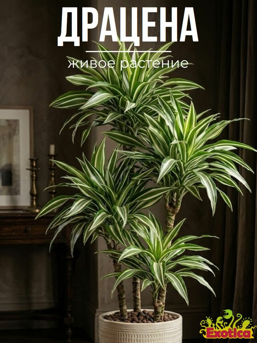 Драцена Вайт Джевел (Dracaena Dragontree White Jewel) D12см, комнатное растение