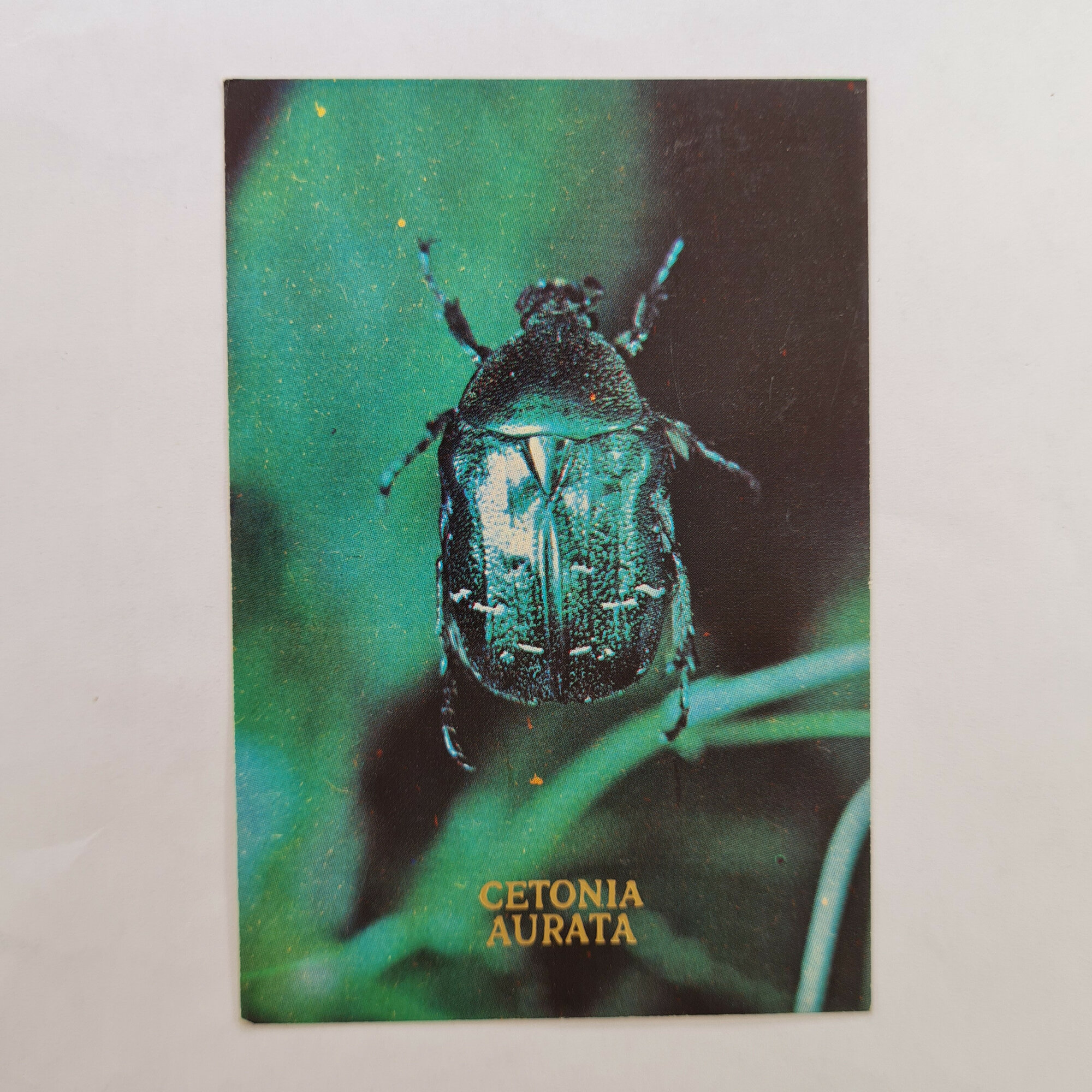 Карманный календарик СССР 1991. Cetonia aurata, жук на растении, насекомые. Советский календарь