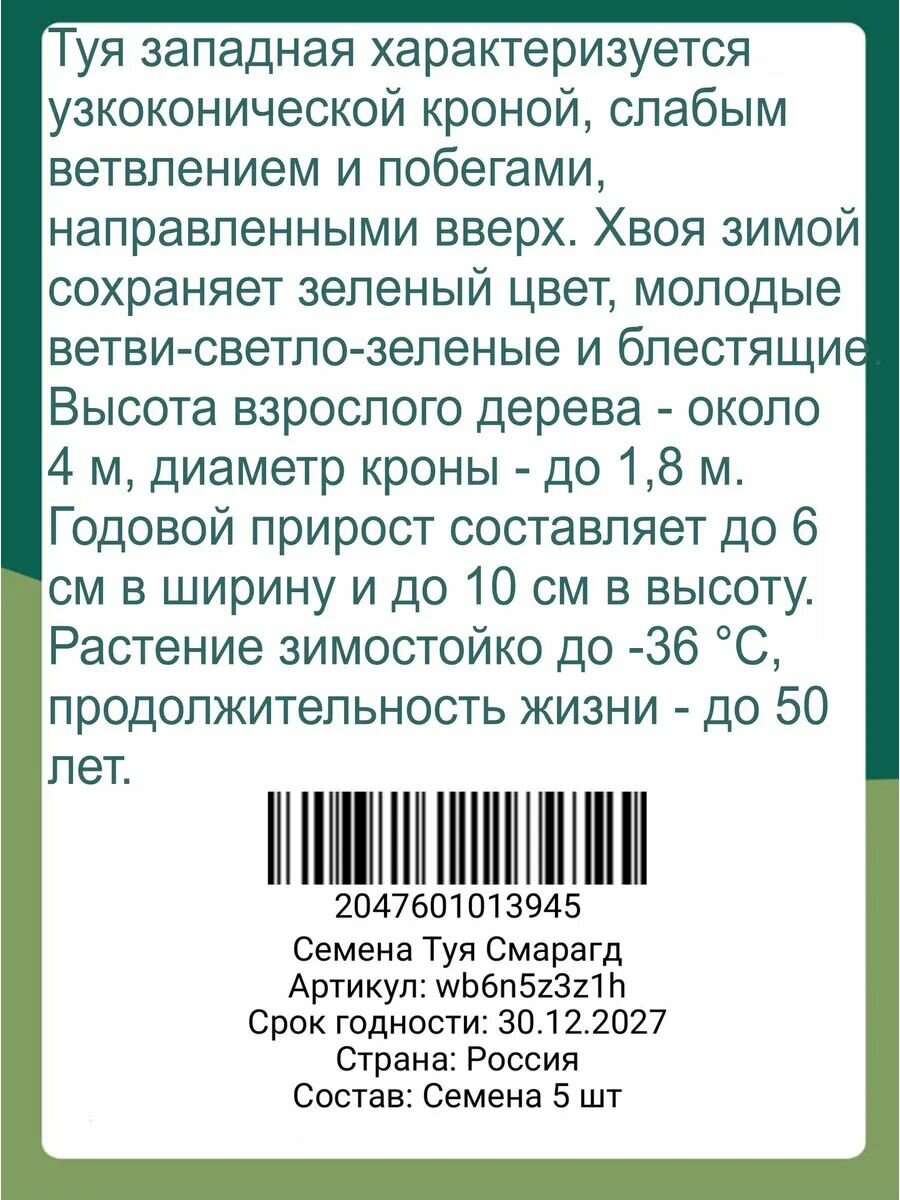 Семена Туя Смарагд — фото 1