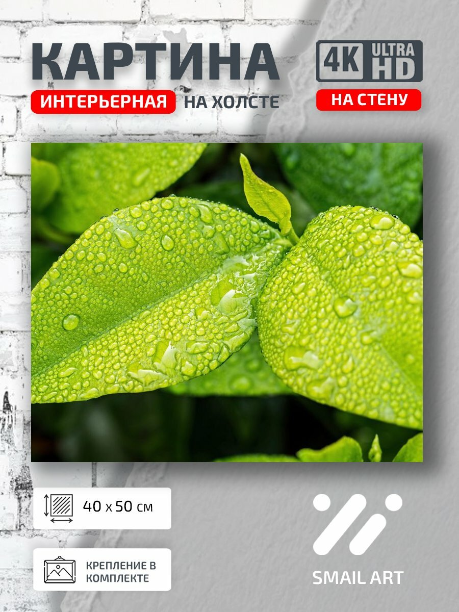 Картина на холсте интерьерная 40 на 50 на стену Капли Macro для спальни макро интерьер