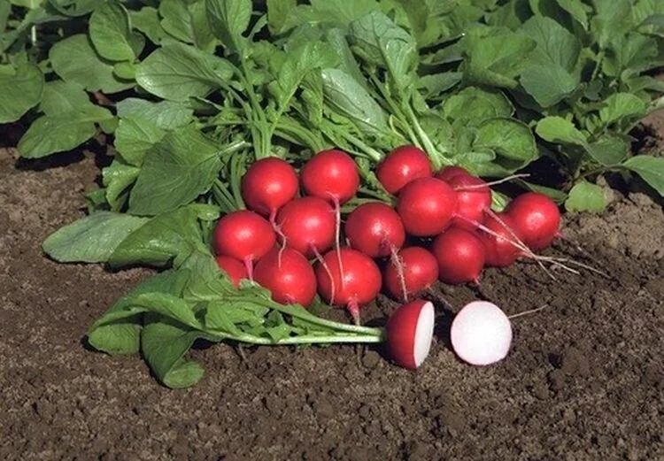 Коллекционные семена редиса Ровер F1