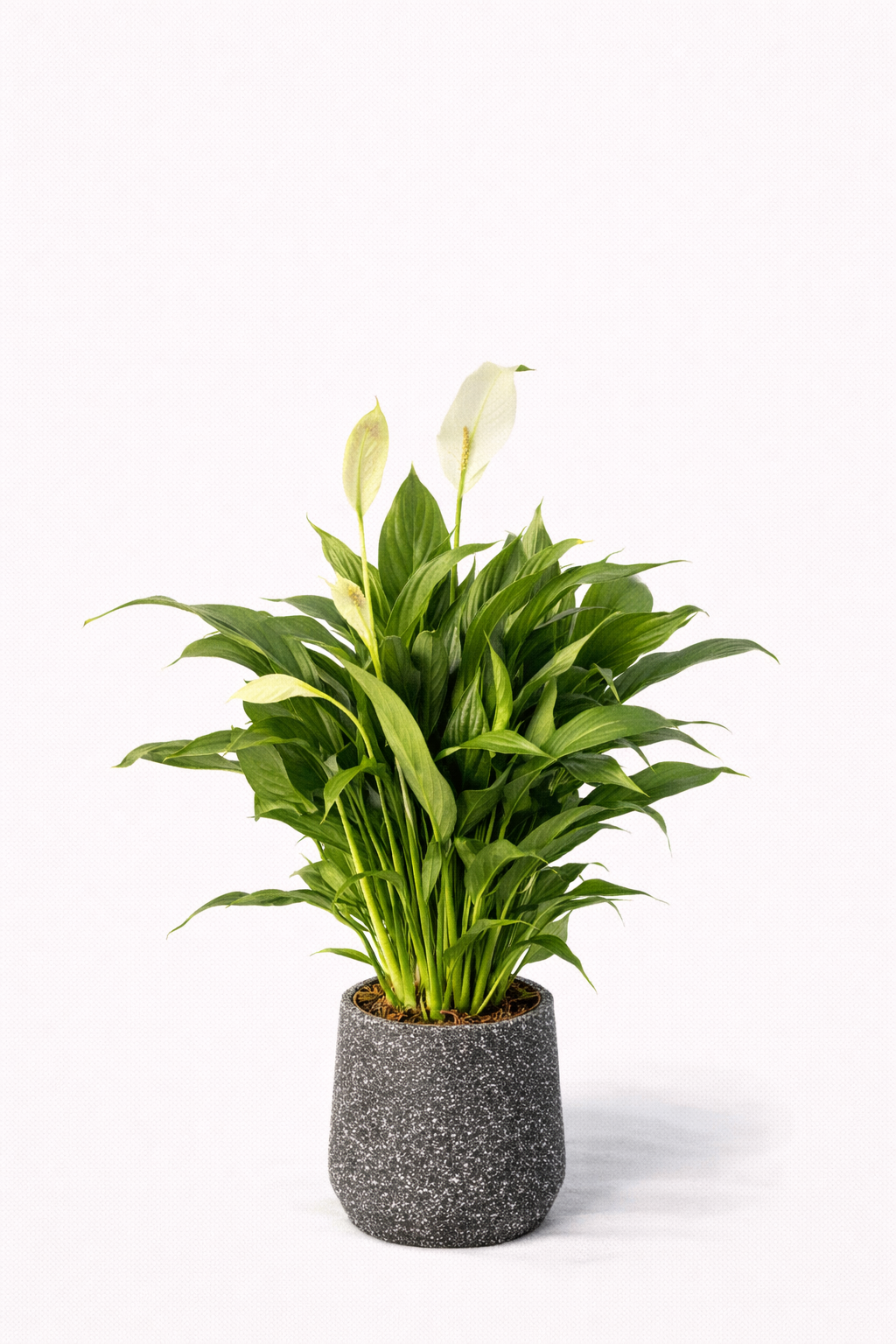 Спатифиллум (Spathiphyllum) — символ уюта и «женского счастья»