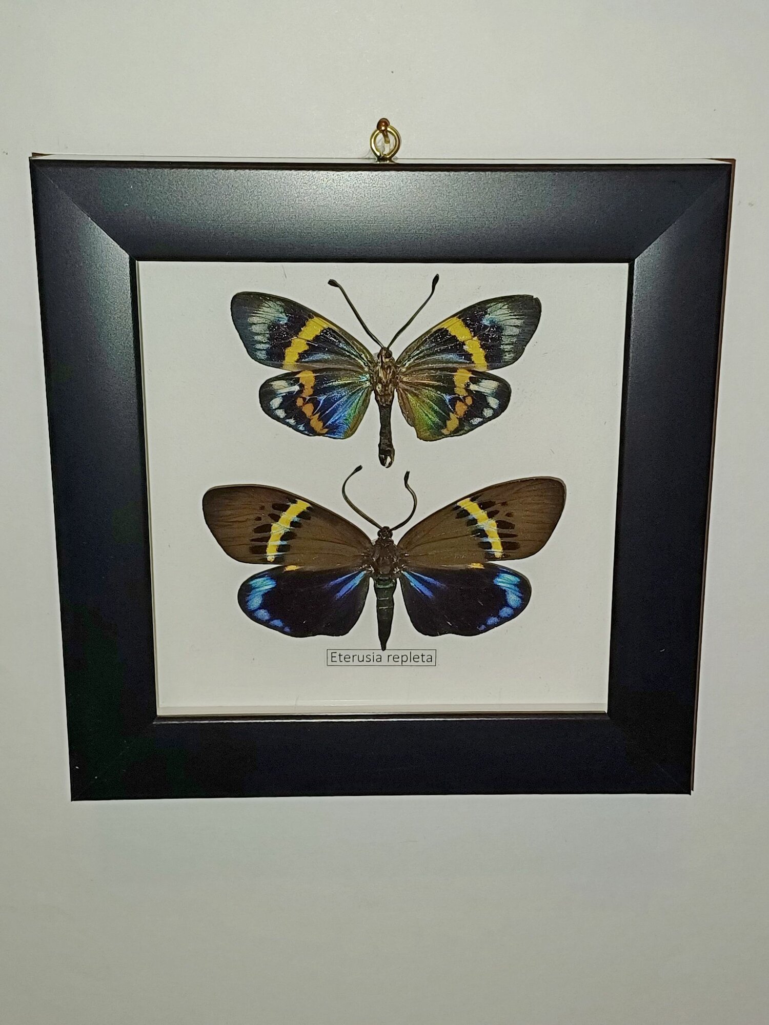 Бабочка Eterusia repleta пара в рамке