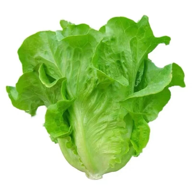 Семена овощной клубники See-D.008