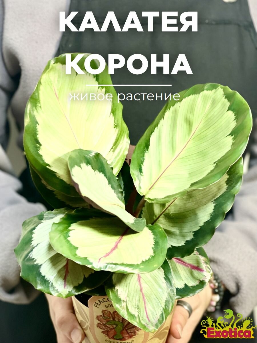 Калатея Корона (Calathea Corona) D12см, живое растение