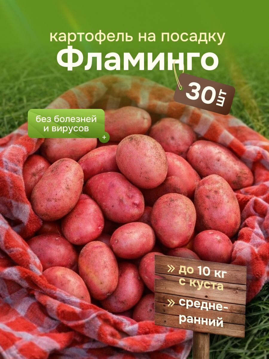 Семенной картофель на посадку Фламинго 30 шт (среднеранний)