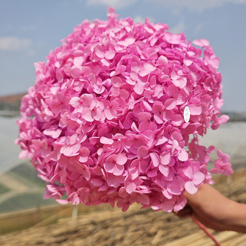 Вечная гортензия Анна, маленькие листья, цветное поглощение, отбеленный DIY цветочный материал, настоящий цветок, фабрика Юньнань, в наличии, оптовая продажа, сухой цветок