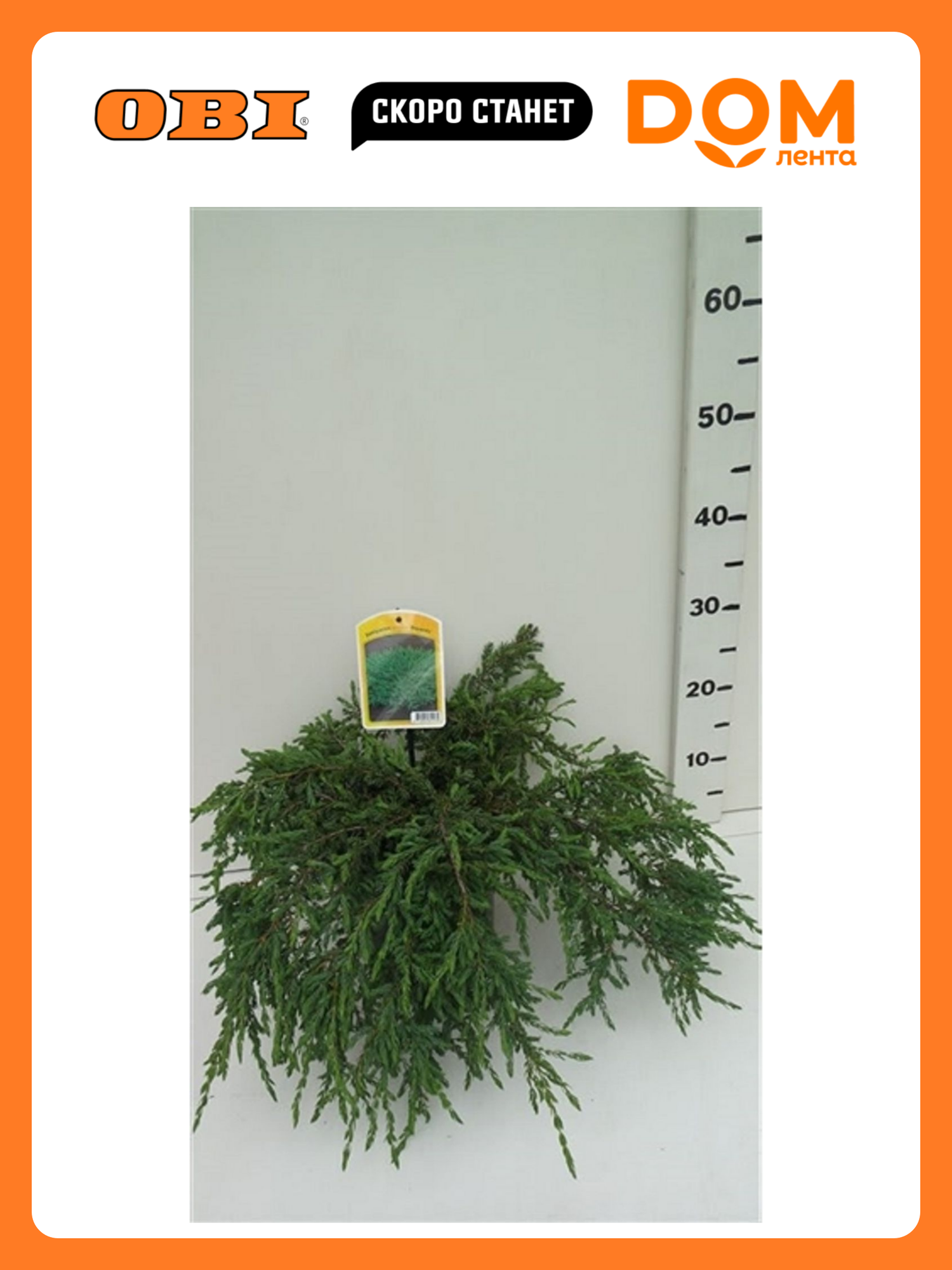 Можжевельник Репанда 881697, многолетнее, хвойное, декоративное растение