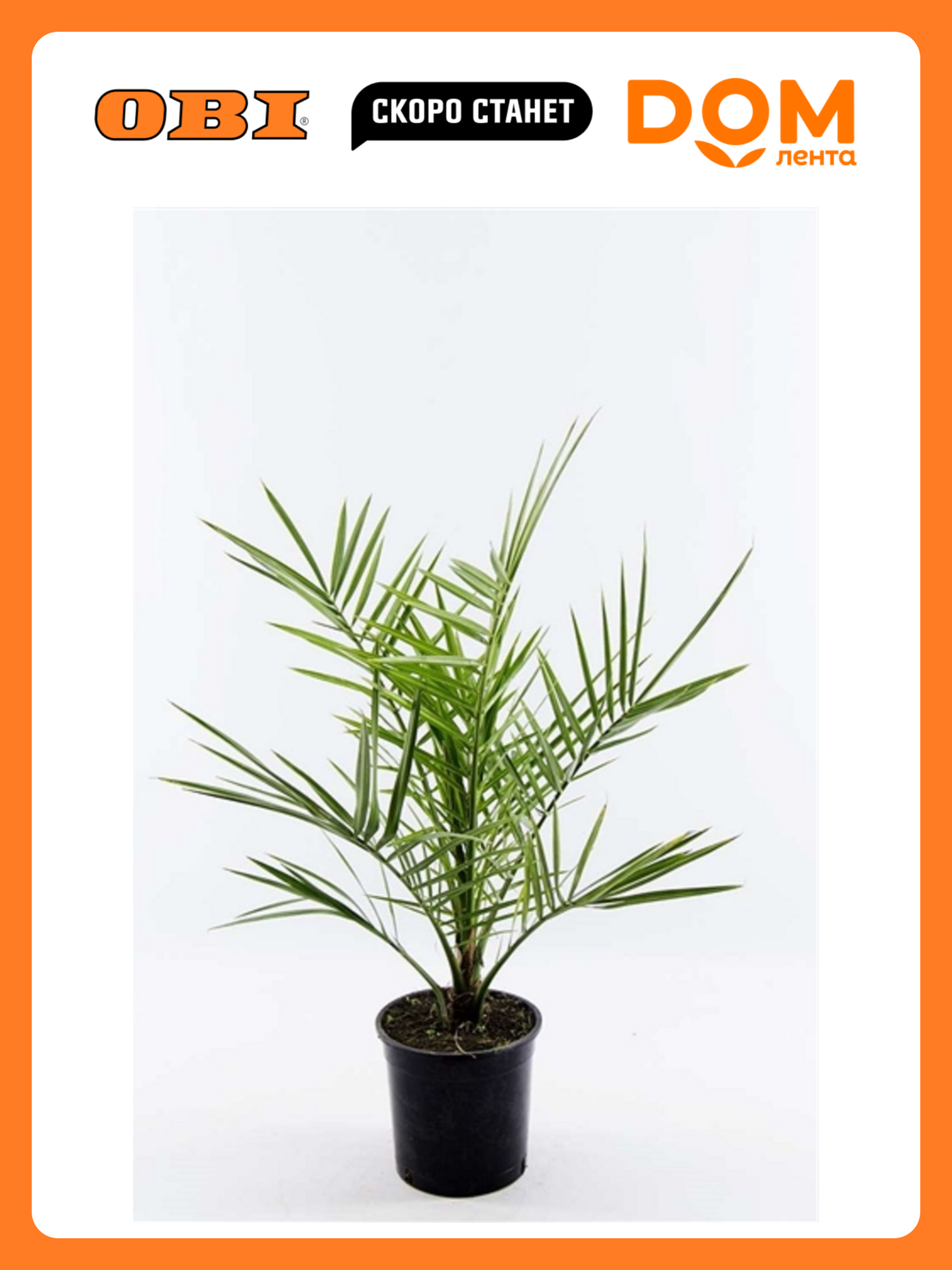 Растение Финик канарский D15 H60 см