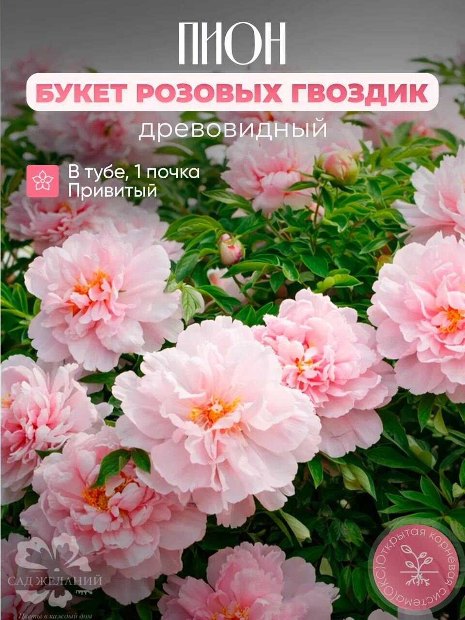 Пион древовидный Букет розовых гвоздик в тубе