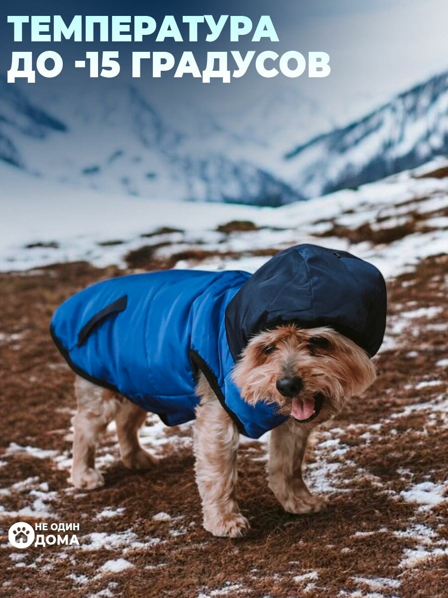 Одежда для животных — фото 1
