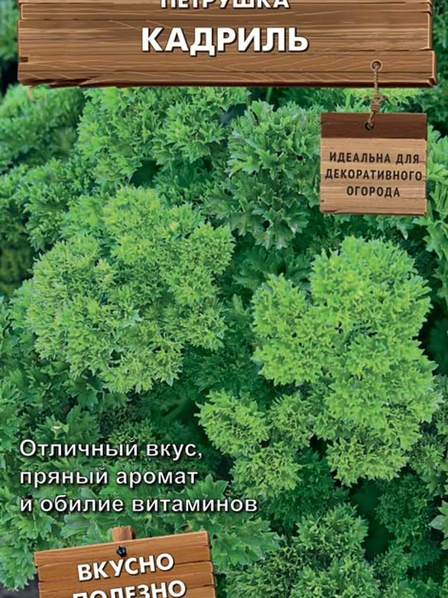 Петрушка Кадриль 2 г, Семена Поиск