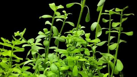 Бакопа монье. Живое аквариумное растение