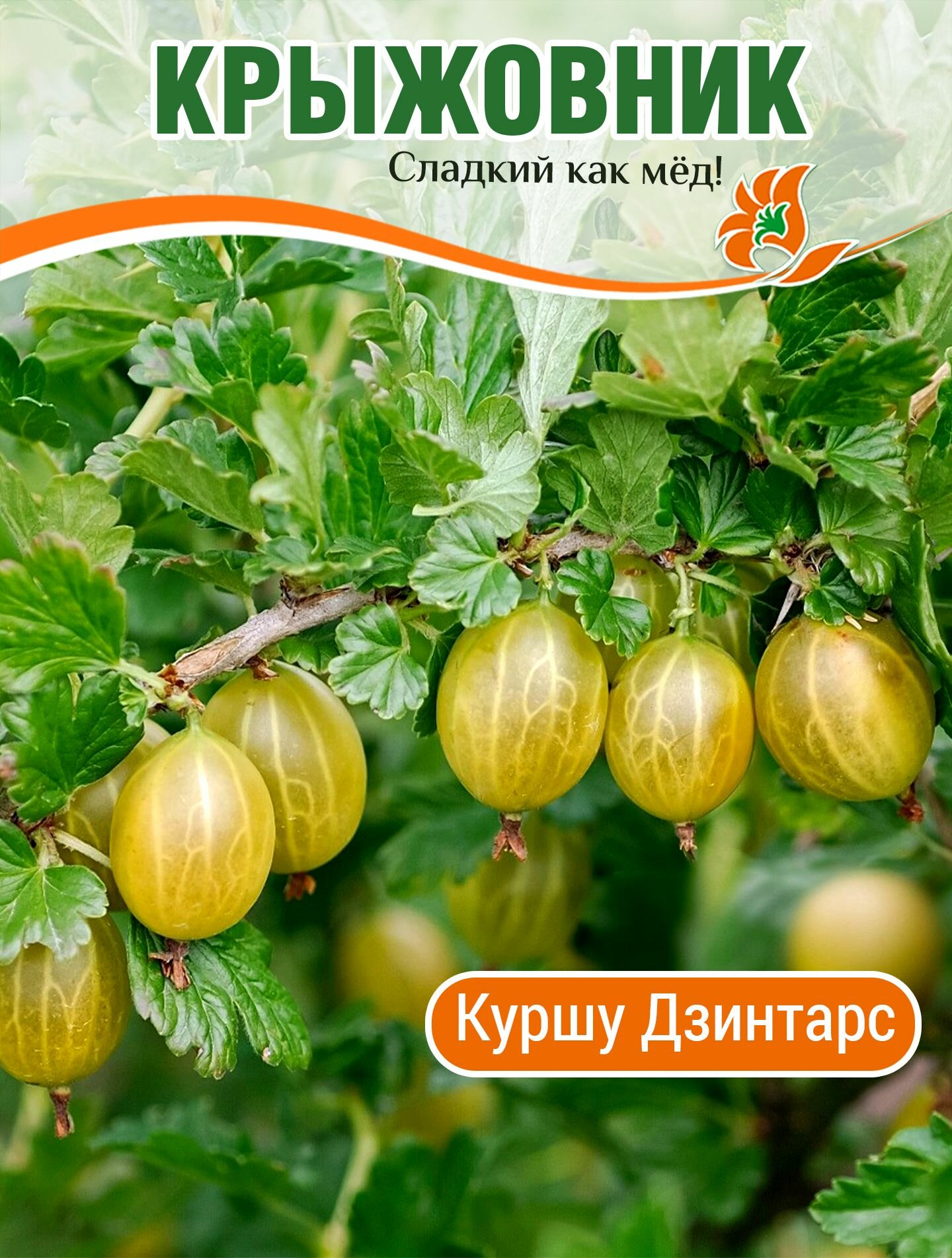 Крыжовник саженцы Куршу Дзинтарс