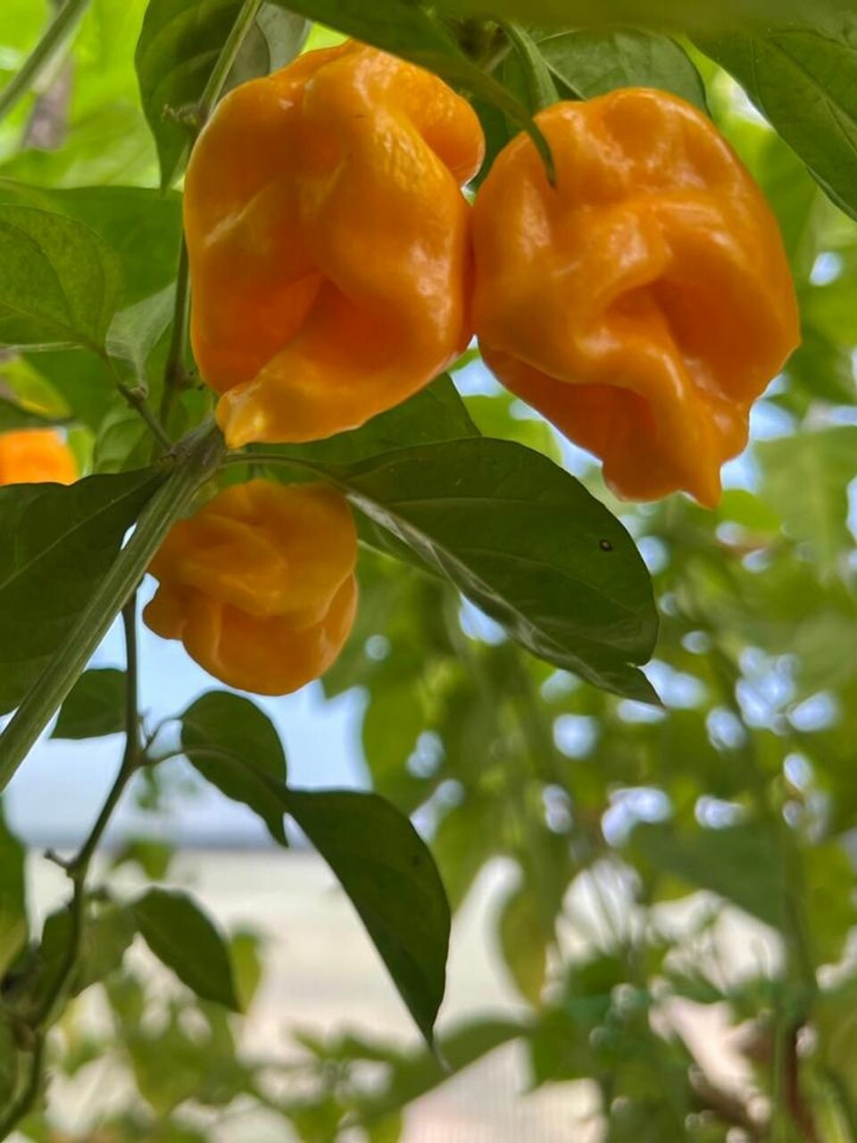 Семена Острый перец Trinidad Scorpion Butch T Yellow, 5 семян