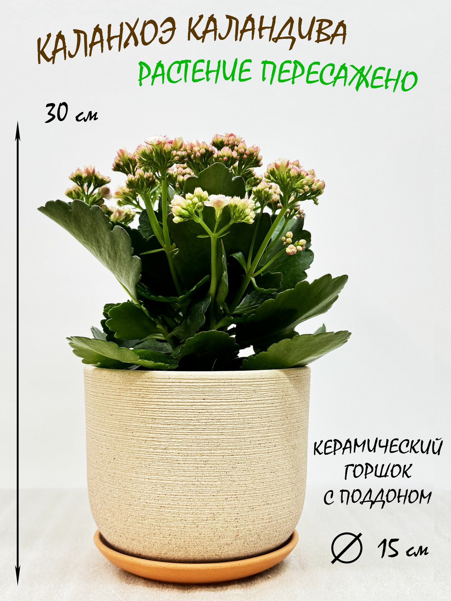 Каланхоэ Каландива розовое в кремовом керамическом горшке с поддоном, высота 25-30см
