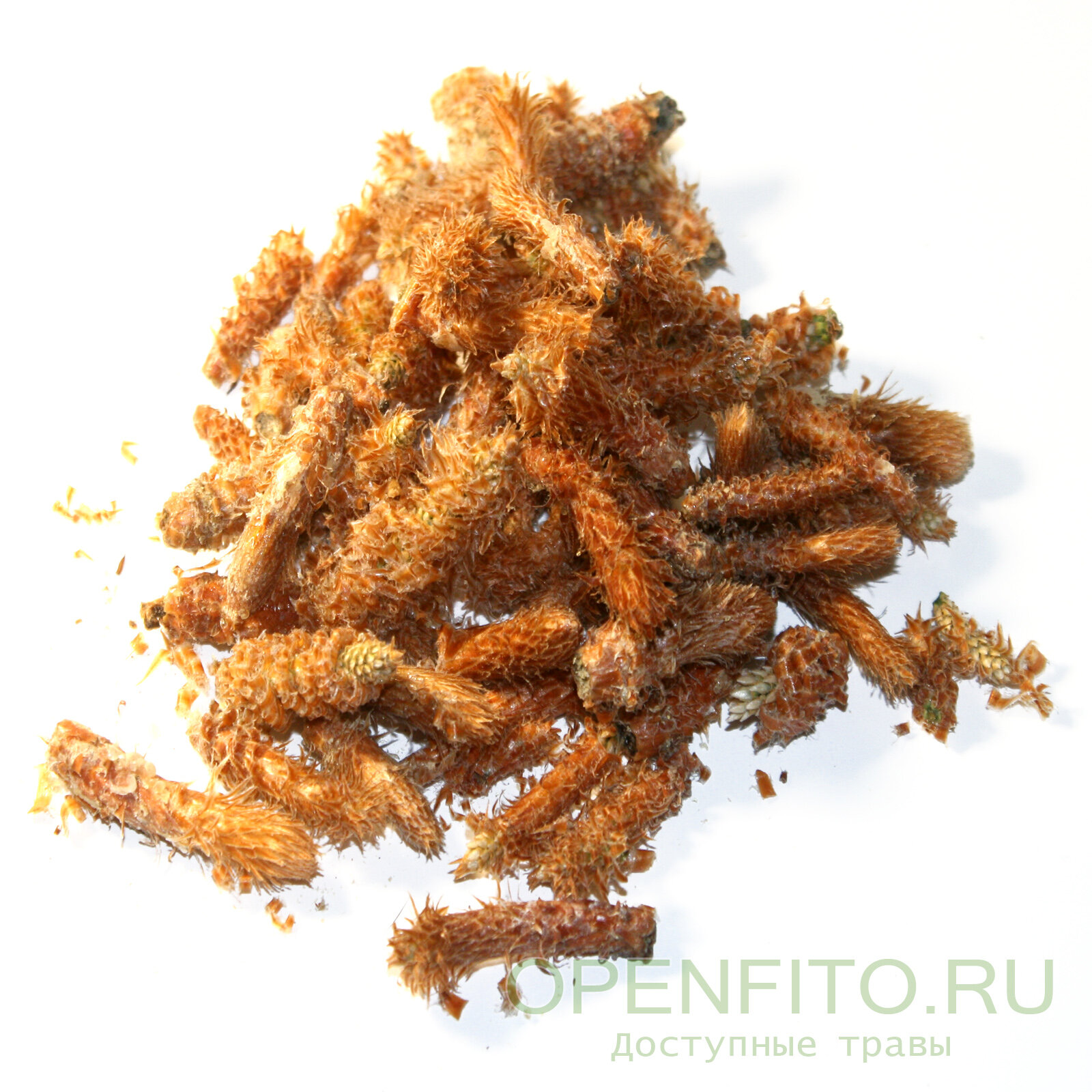 Почки сосны в цельном виде, бумажная упаковка 100г - Ивановские травы