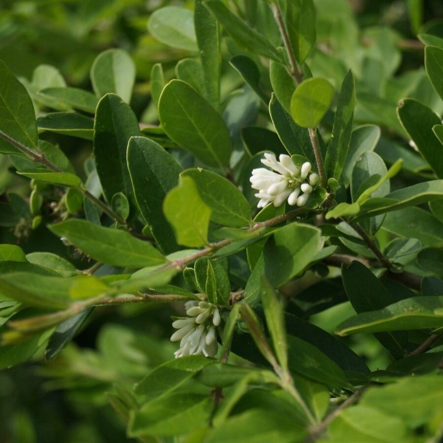 Семена Deodar SEEDS COMPANY Бирючина Квихоу 20 шт.