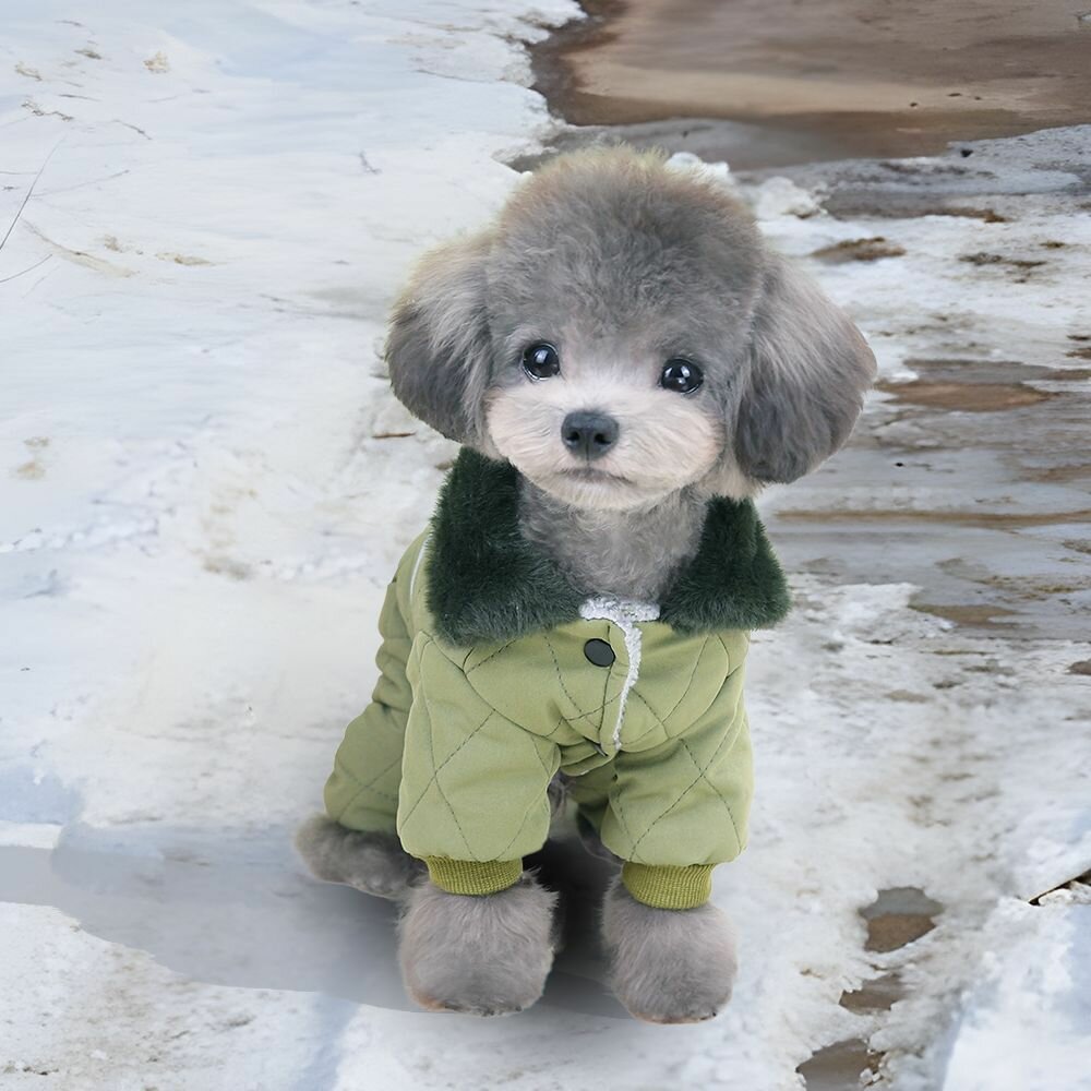 Одежда для животных
