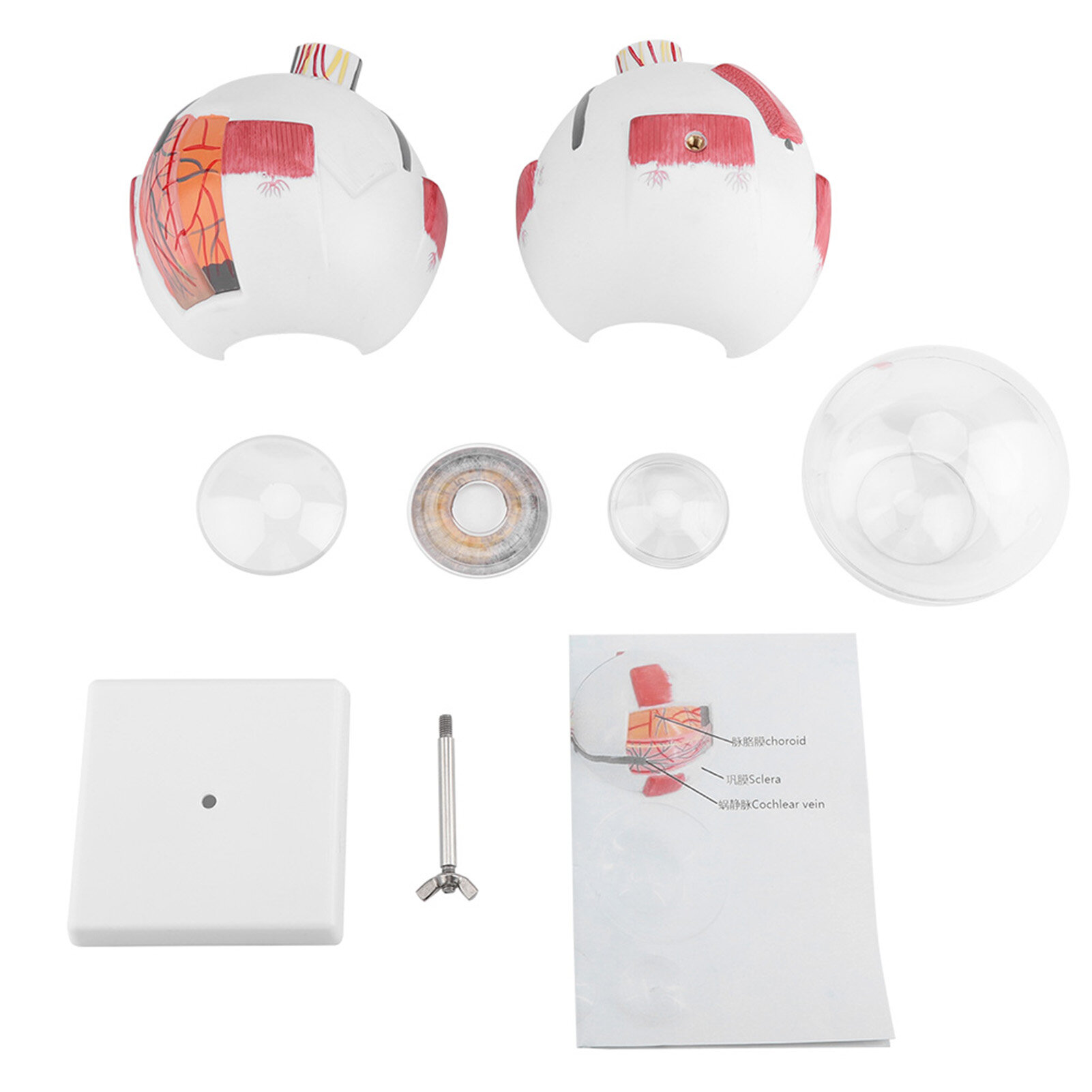 Модель глазного яблока