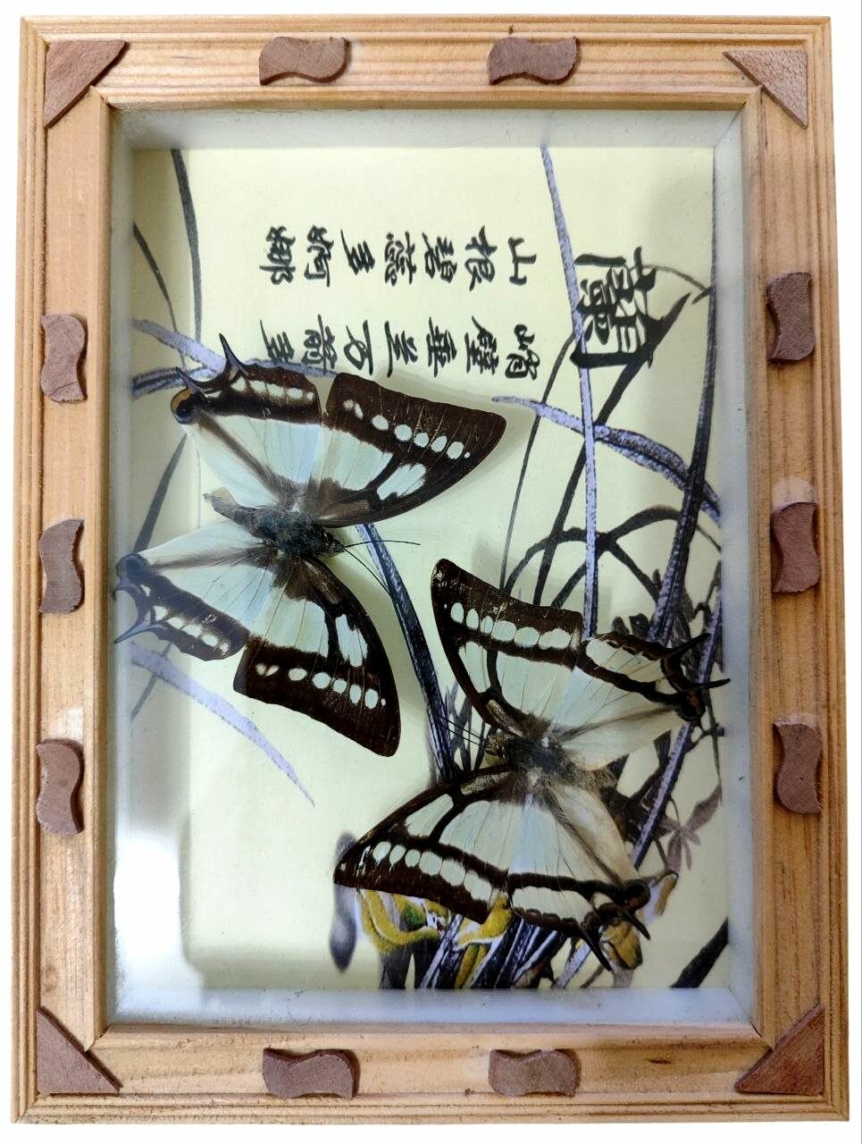 Бабочки в рамке под стеклом