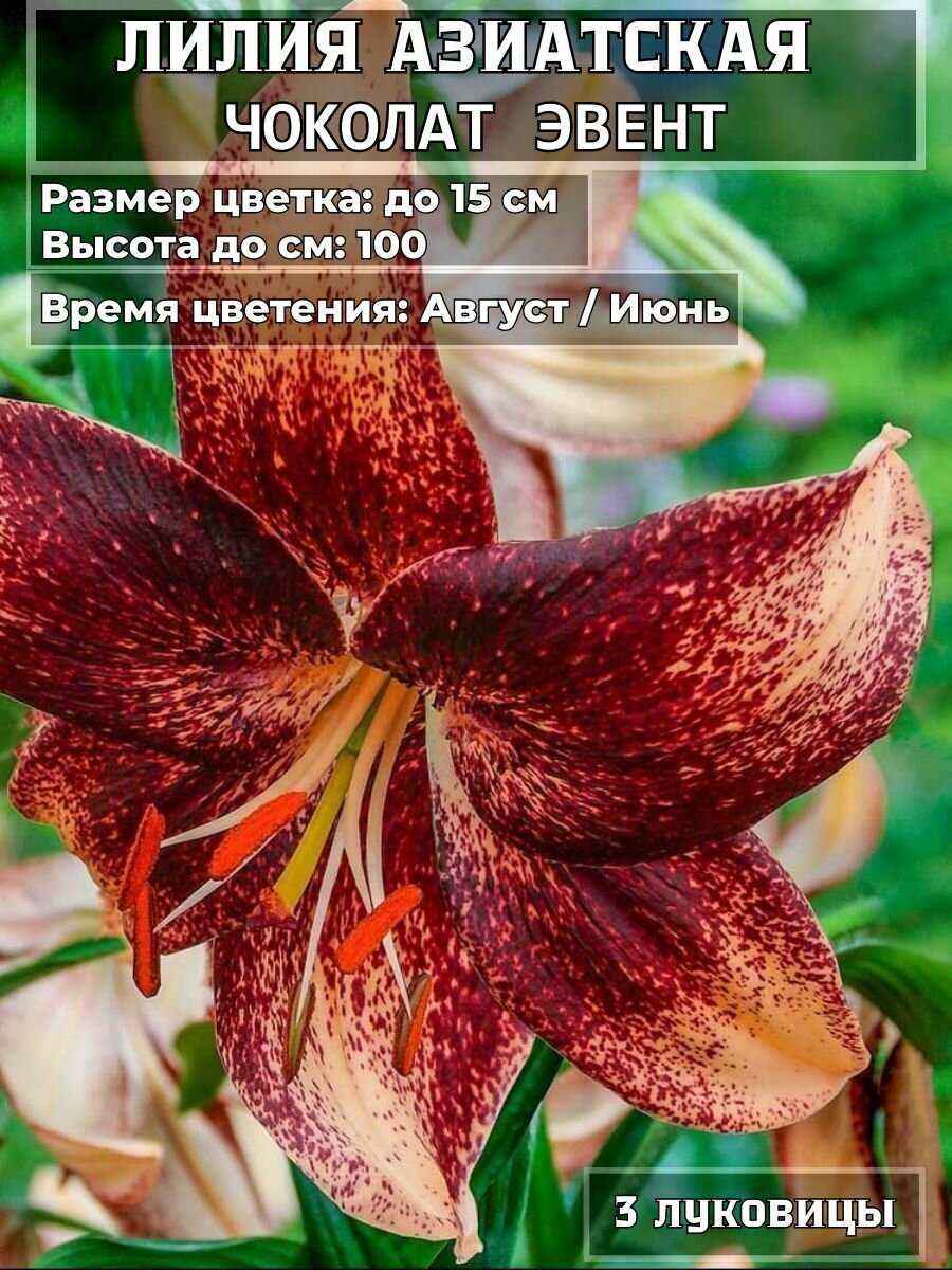 Лилия азиатская Чоколат Эвент, 3 луковицы