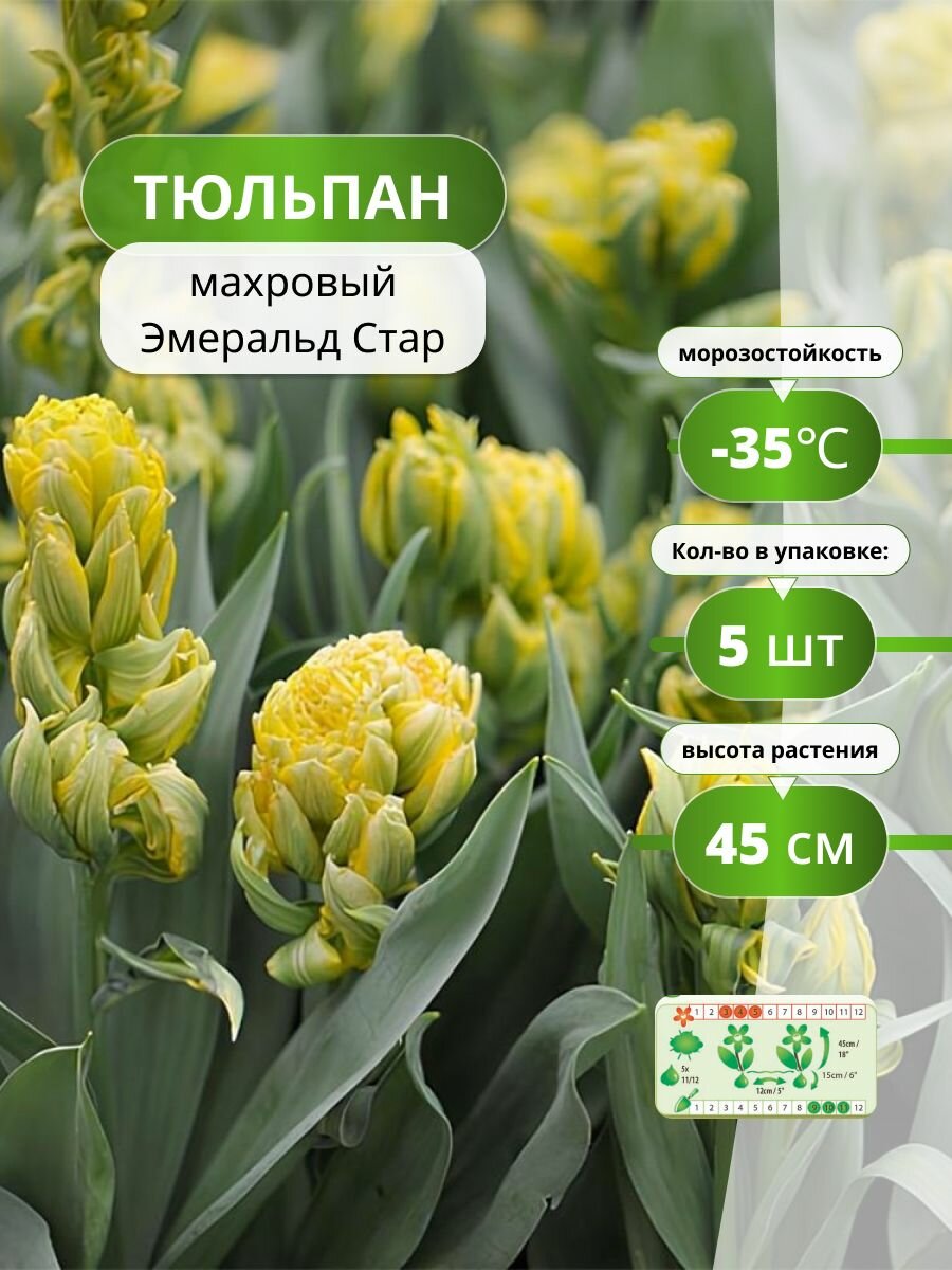 Тюльпан махровый Эмеральд Стар (5 лук) / луковичные многолетние цветы