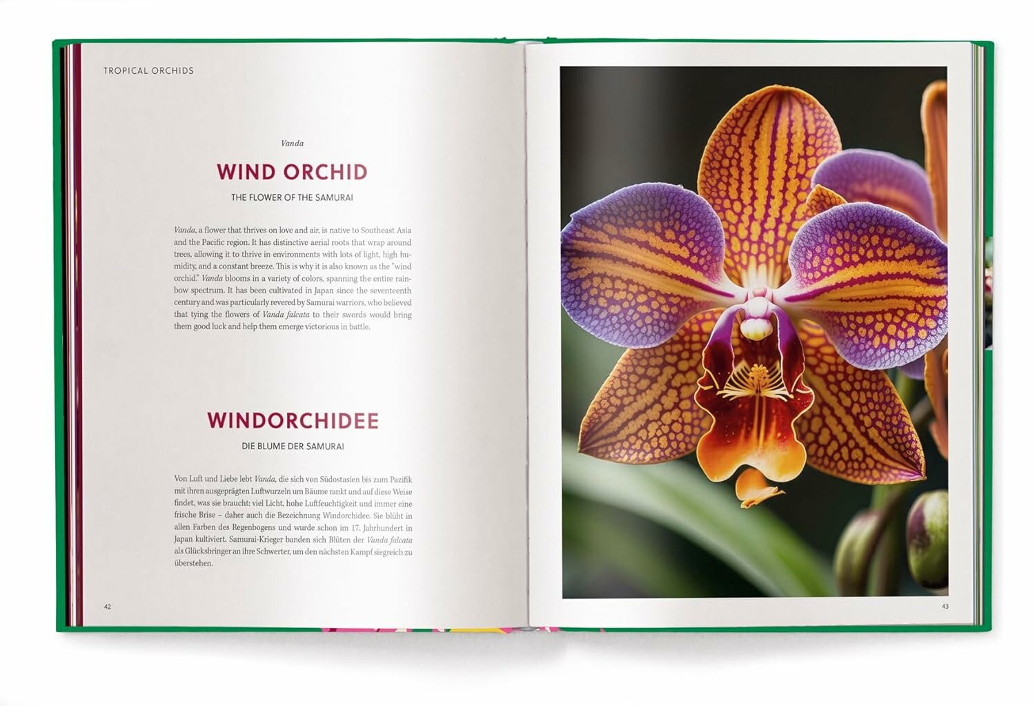 Orchids (Floramour) — фото 1