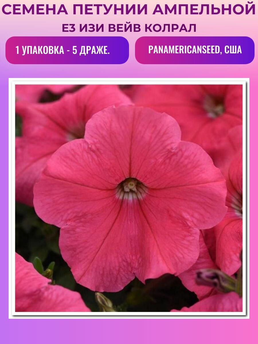 Петуния Е3 Изи вейв Скай Корал 1 упаковка (5 драже), PanAmericanSeed, США