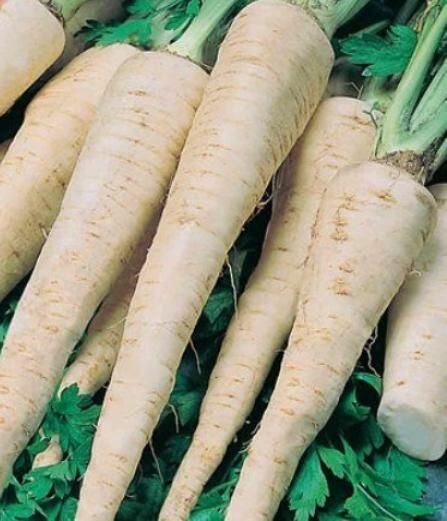 Коллекционные семена петрушки корневая Сахарный рожок