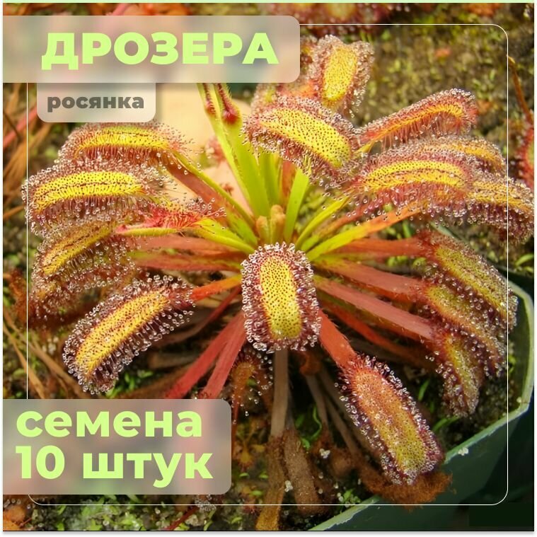 Дрозера (росянка) насекомоядное экзотическое растение, семена 10 штук