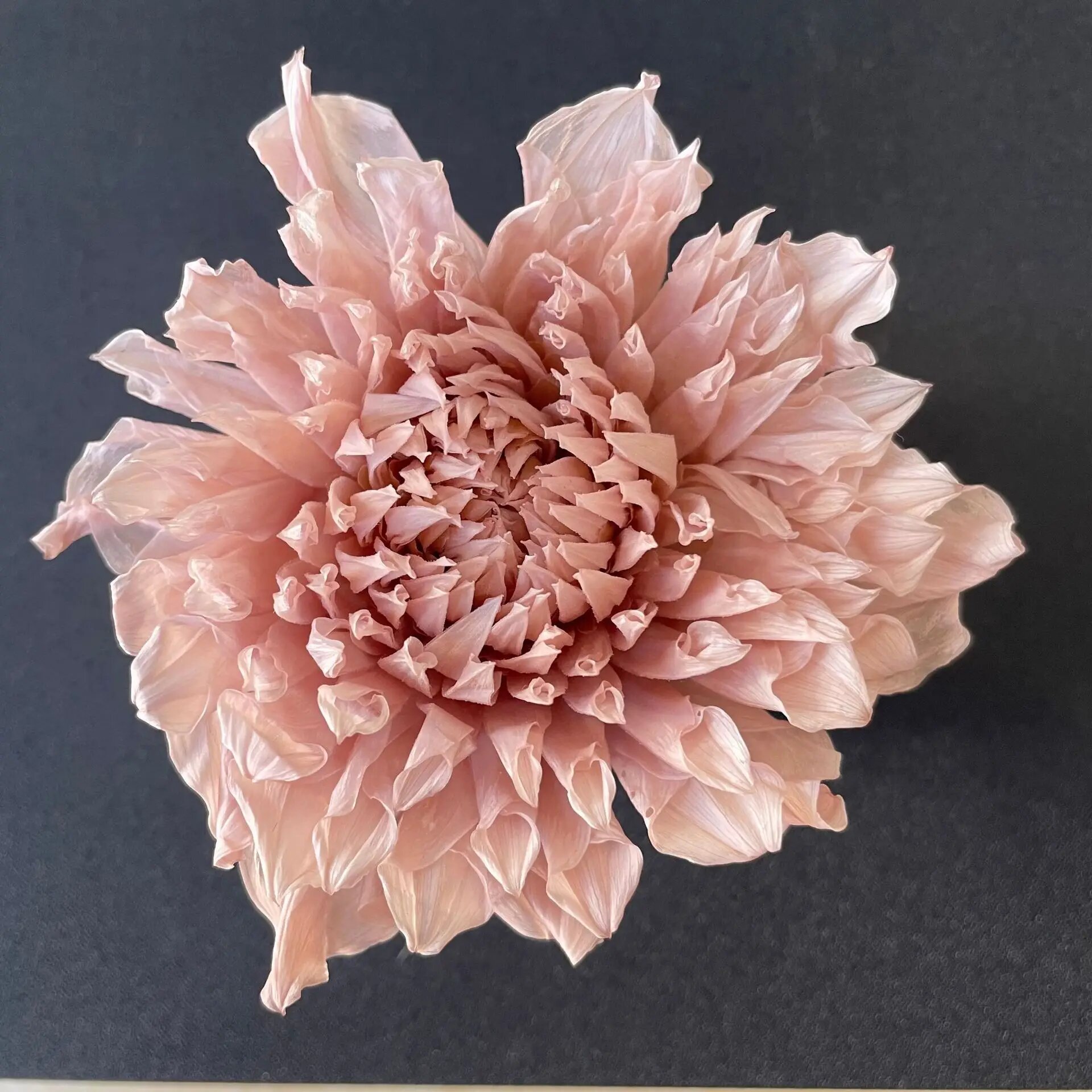 Консервированная георгина ротанговая Розовый, Ka Fan