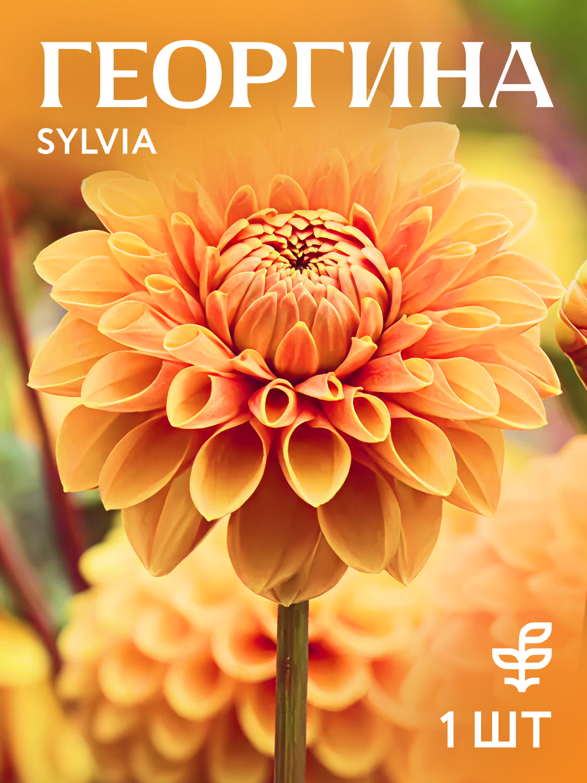 Георгины клубни многолетние крупные