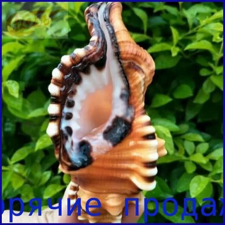 Чёрнопятнистый тритон 1шт/Ракушка морская, натуральная/ Циматиум лоториум