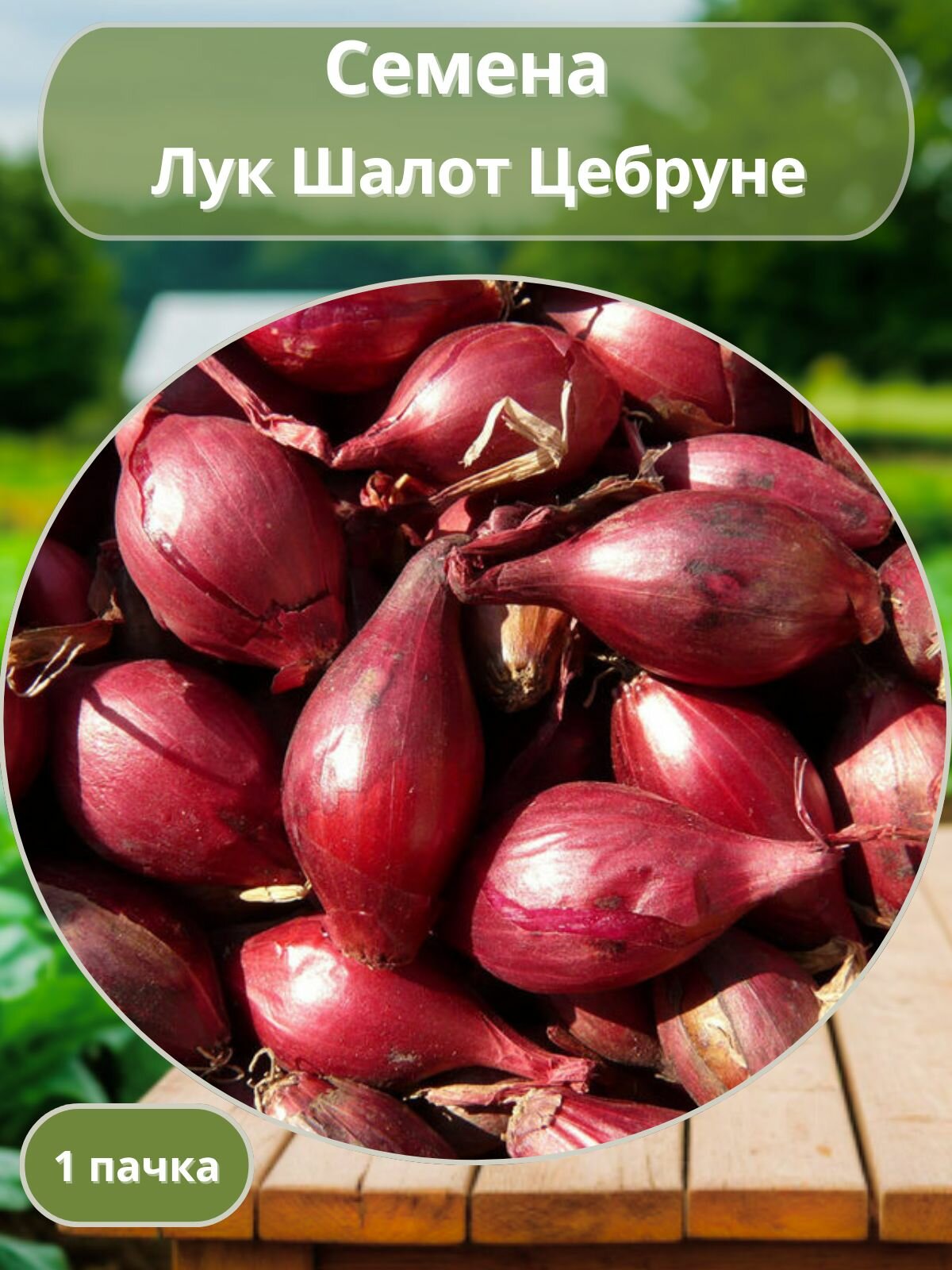 Лук шалот Цебруне, семена 10 шт